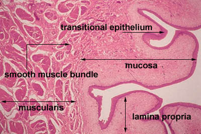 Bladder Microscope Slide