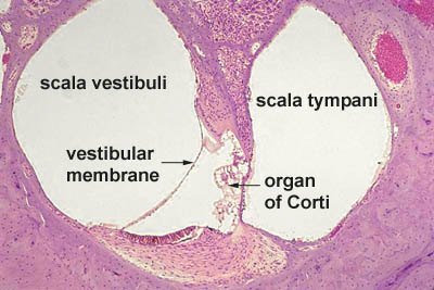 Cochlea Histology Inner Ear (MS 100) Auburn University VetMed